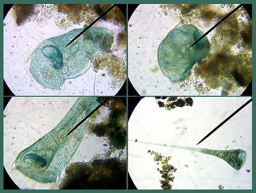 Stentor Microscope Slide