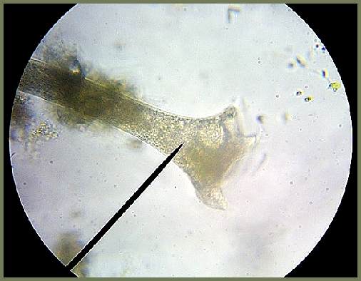 Stentor Microscope Slide